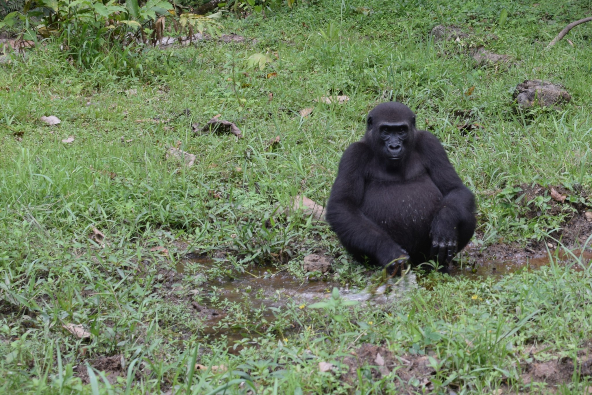 Travel to Dzanga Sangha, Central African Republic with Central African ...